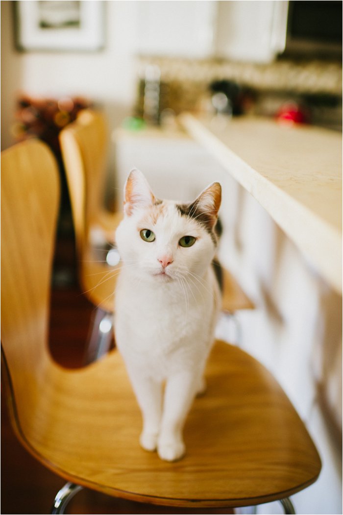 Vera the Cat | Fat Orange Cat Studio