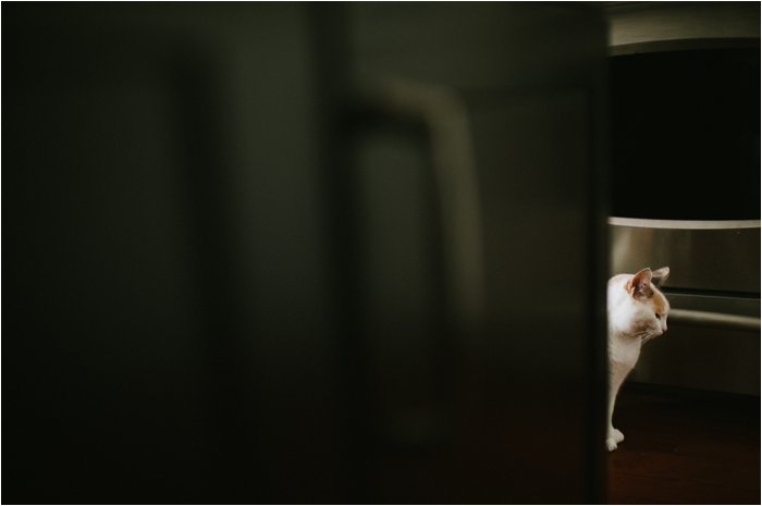 Vera the Cat | Fat Orange Cat Studio