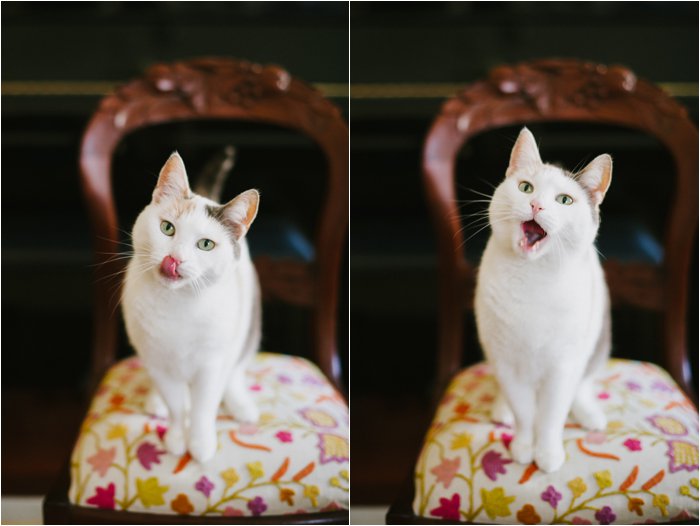 Vera the Cat | Fat Orange Cat Studio